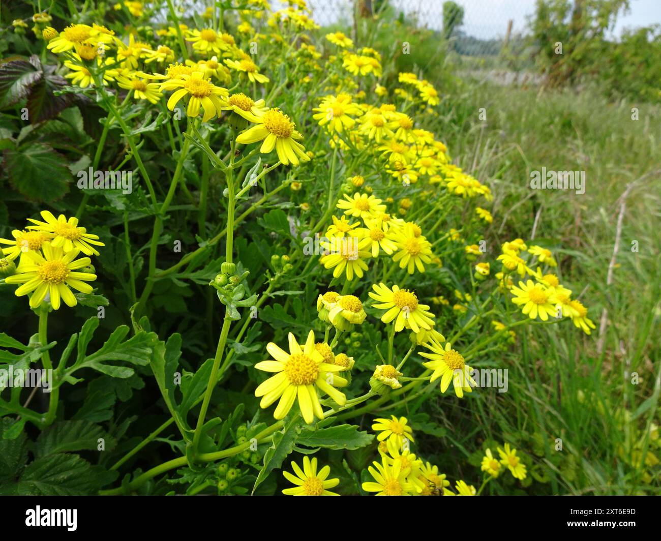 Oxford Ragwort (Senecio squalidus) Plantae Stock Photo - Alamy