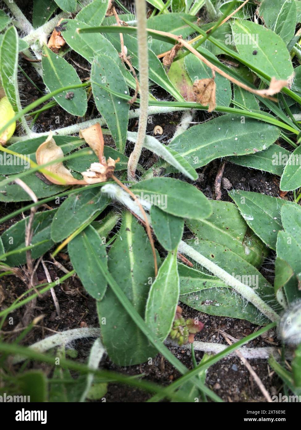 mouse-eared hawkweed (Pilosella officinarum) Plantae Stock Photo - Alamy