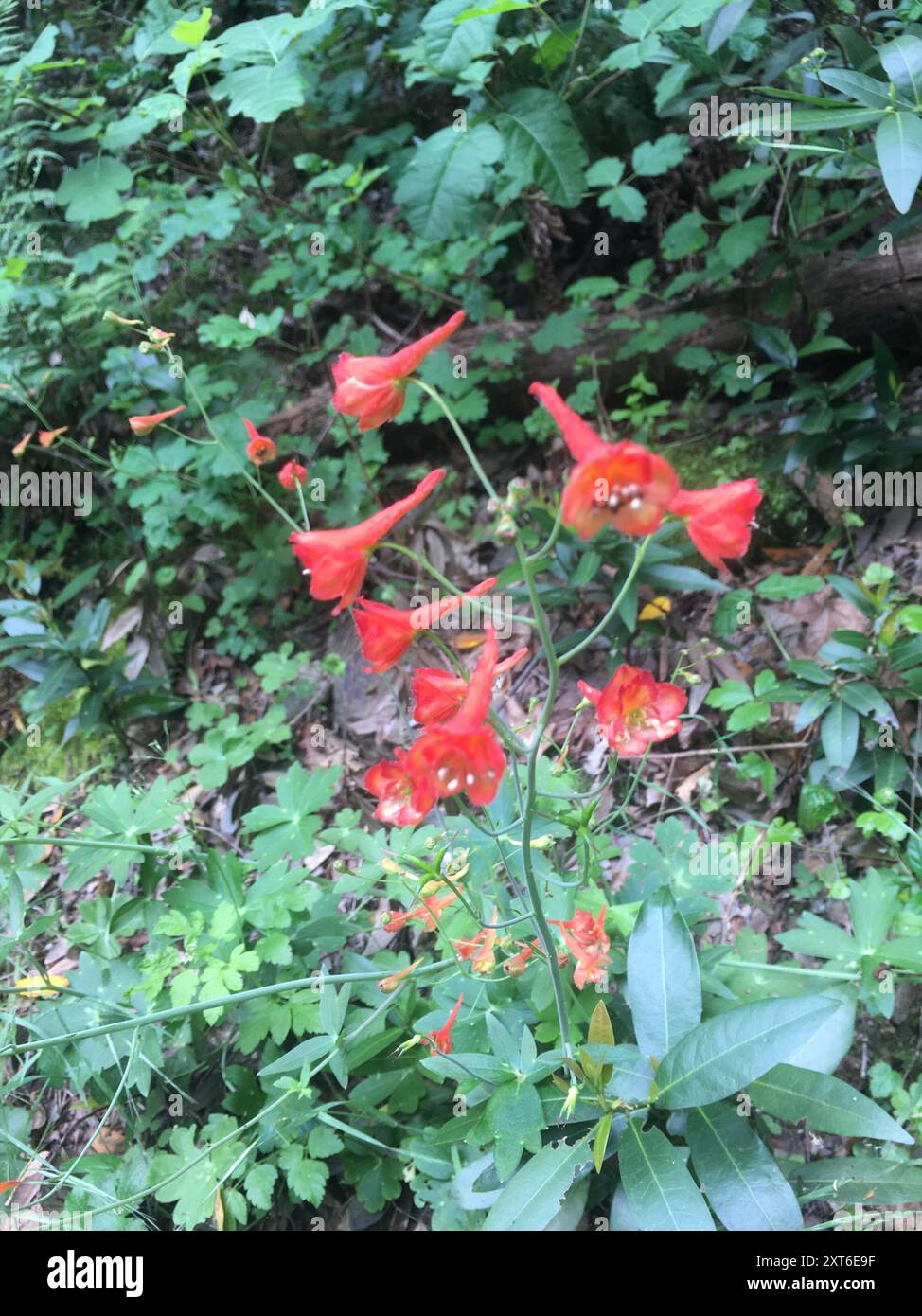 Red larkspur (Delphinium nudicaule) Plantae Stock Photo - Alamy