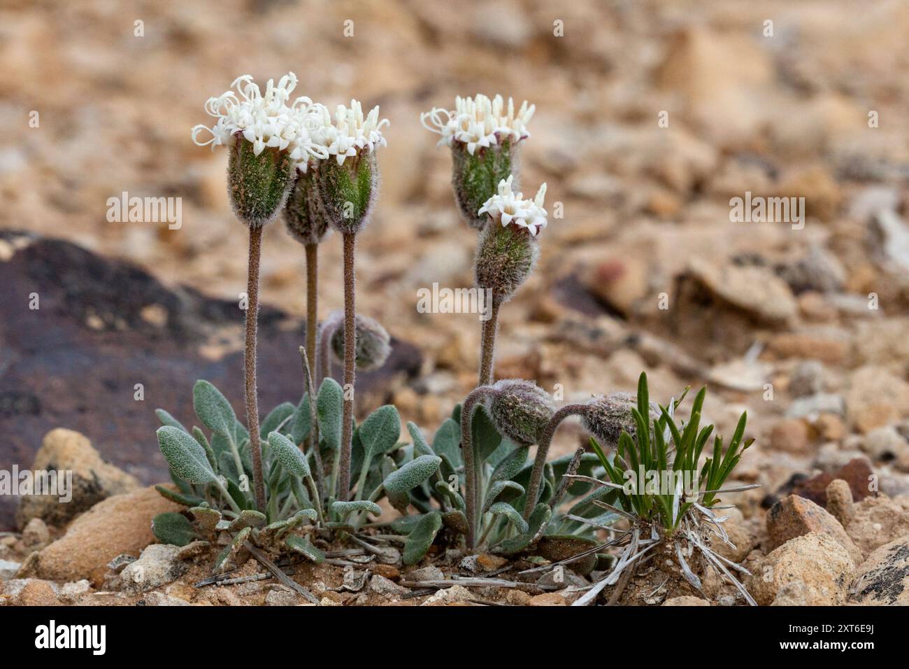 fullstem (Chamaechaenactis scaposa) Plantae Stock Photo - Alamy