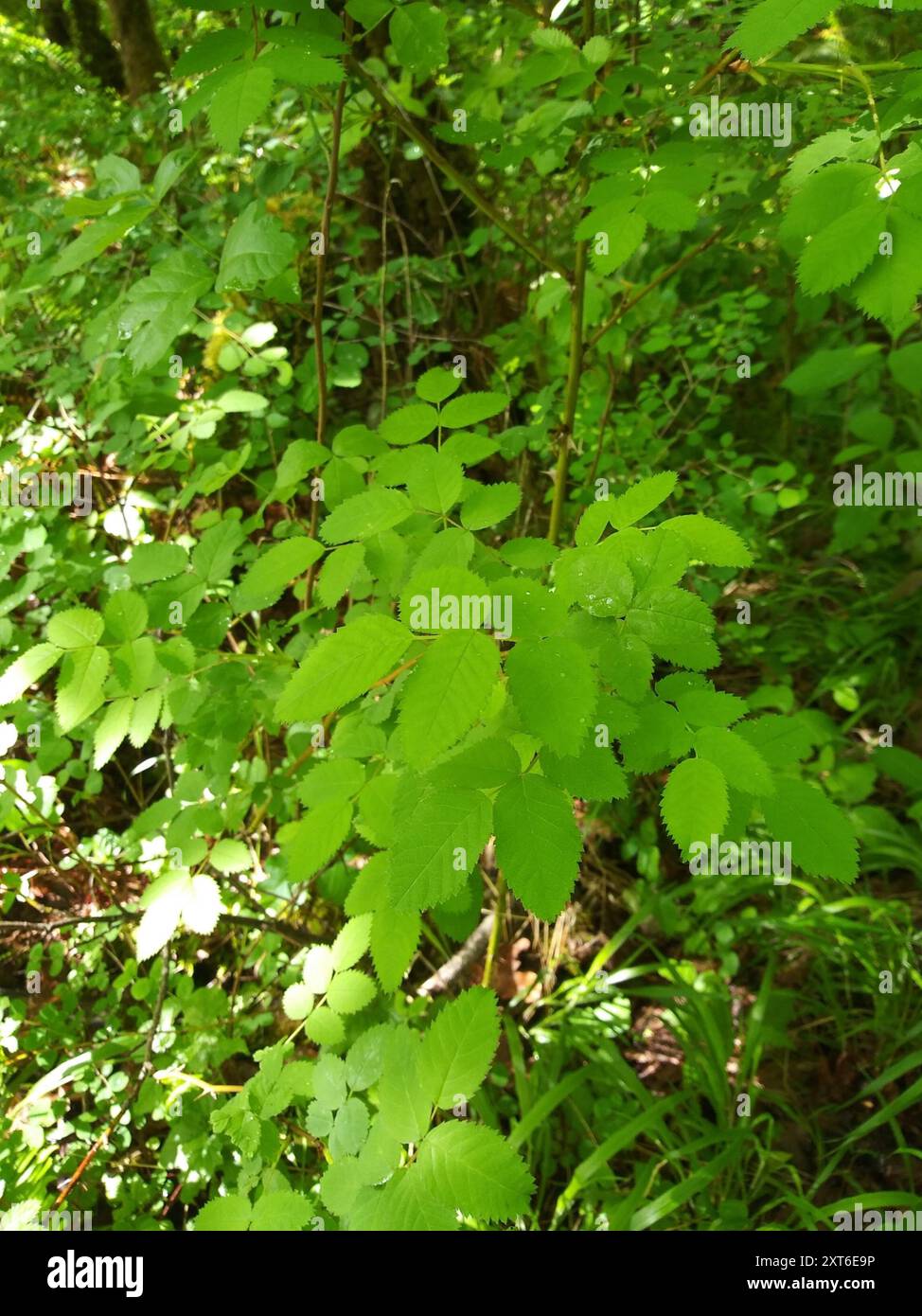 cluster rose (Rosa pisocarpa) Plantae Stock Photo - Alamy