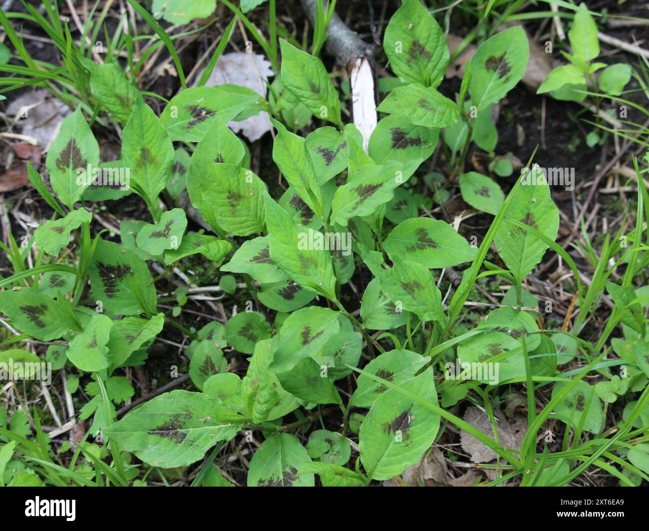 American jumpseed (Persicaria virginiana) Plantae Stock Photo - Alamy