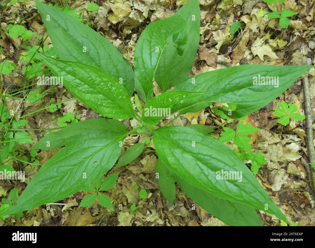 virginia stickseed (Hackelia virginiana) Plantae Stock Photo - Alamy