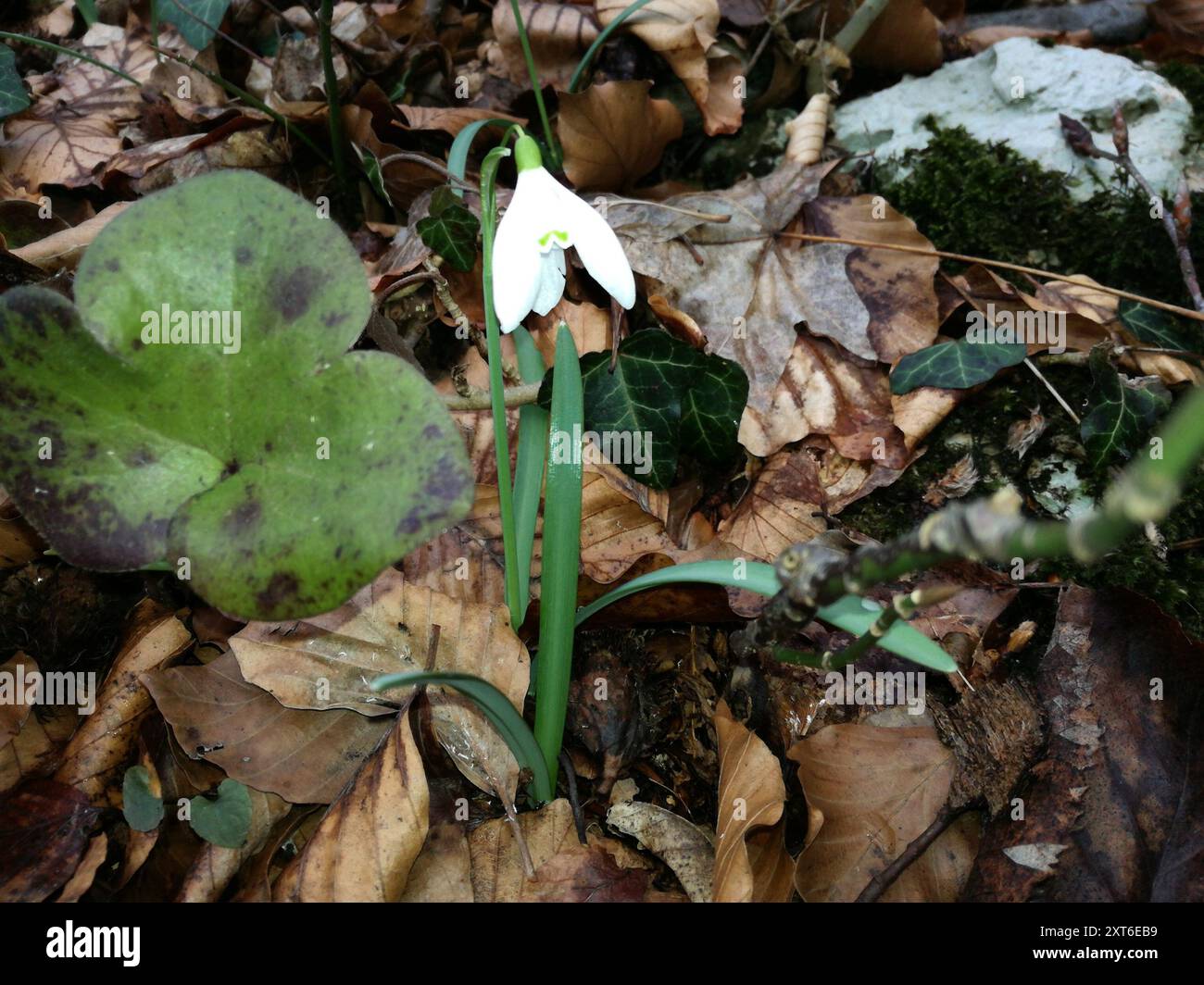 common snowdrop (Galanthus nivalis) Plantae Stock Photo - Alamy
