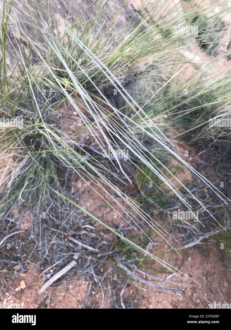 Needle-and-thread Grass (Hesperostipa comata) Plantae Stock Photo - Alamy