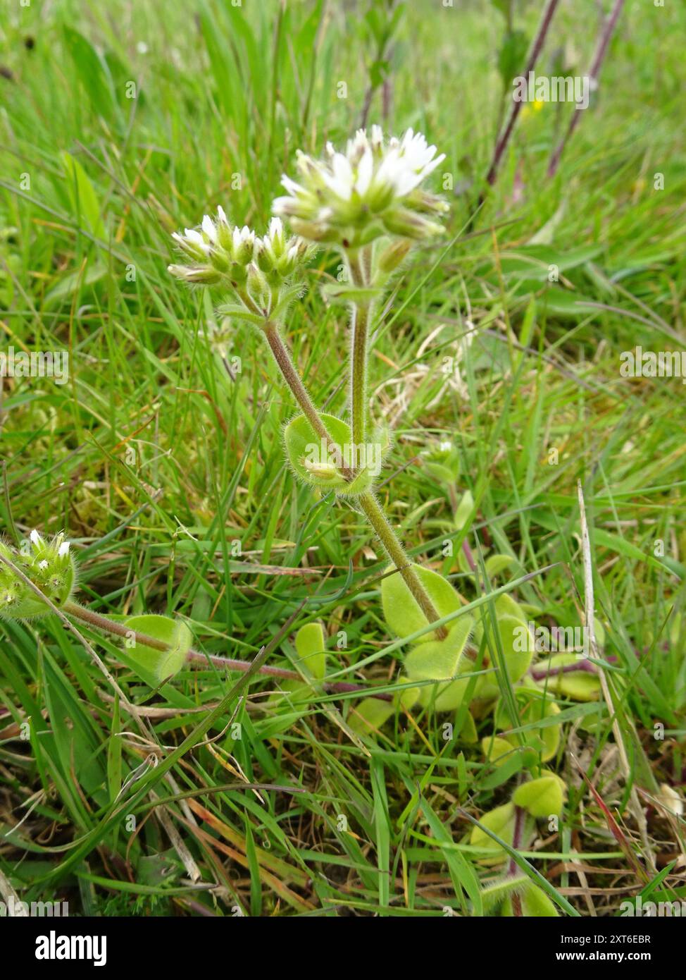 Sticky mouse-ear chickweed (Cerastium glomeratum) Plantae Stock Photo ...