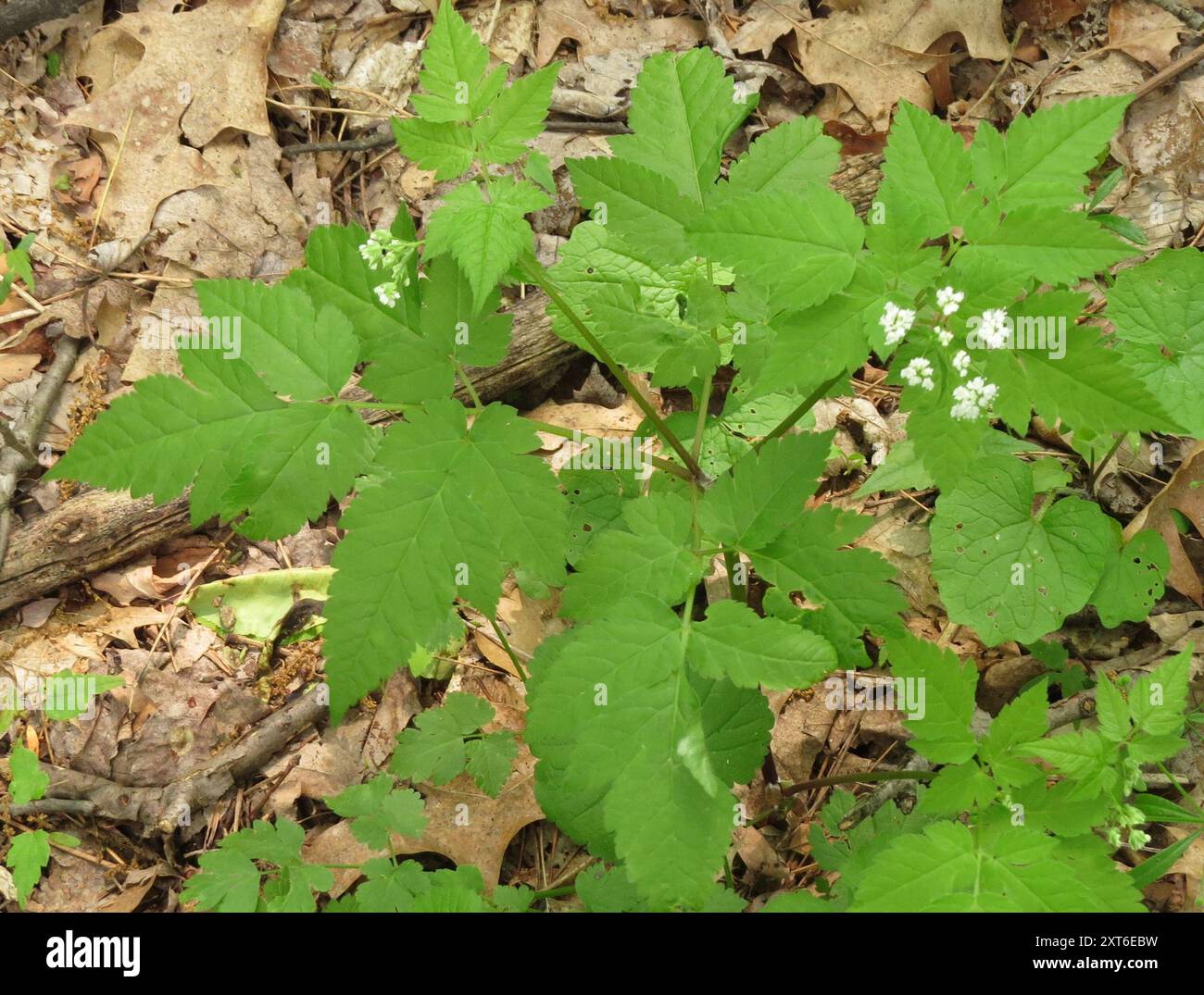 aniseroot (Osmorhiza longistylis) Plantae Stock Photo - Alamy