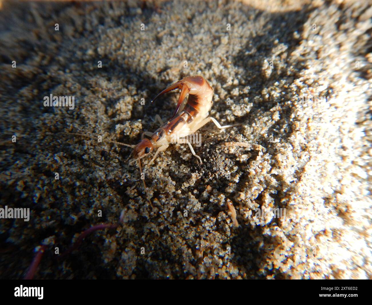 Shore Earwig (Labidura riparia) Insecta Stock Photo - Alamy