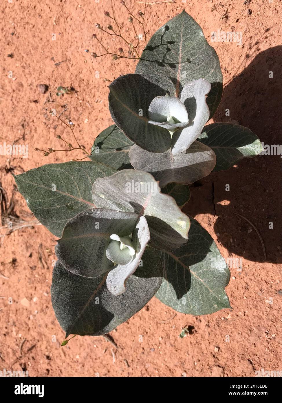 broadleaf milkweed (Asclepias latifolia) Plantae Stock Photo - Alamy
