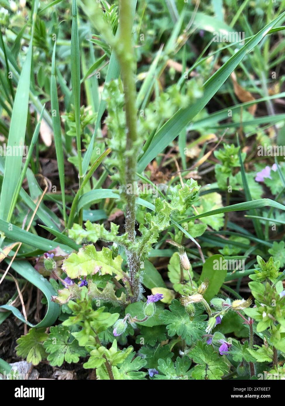 Eastern Groundsel (Senecio vernalis) Plantae Stock Photo - Alamy