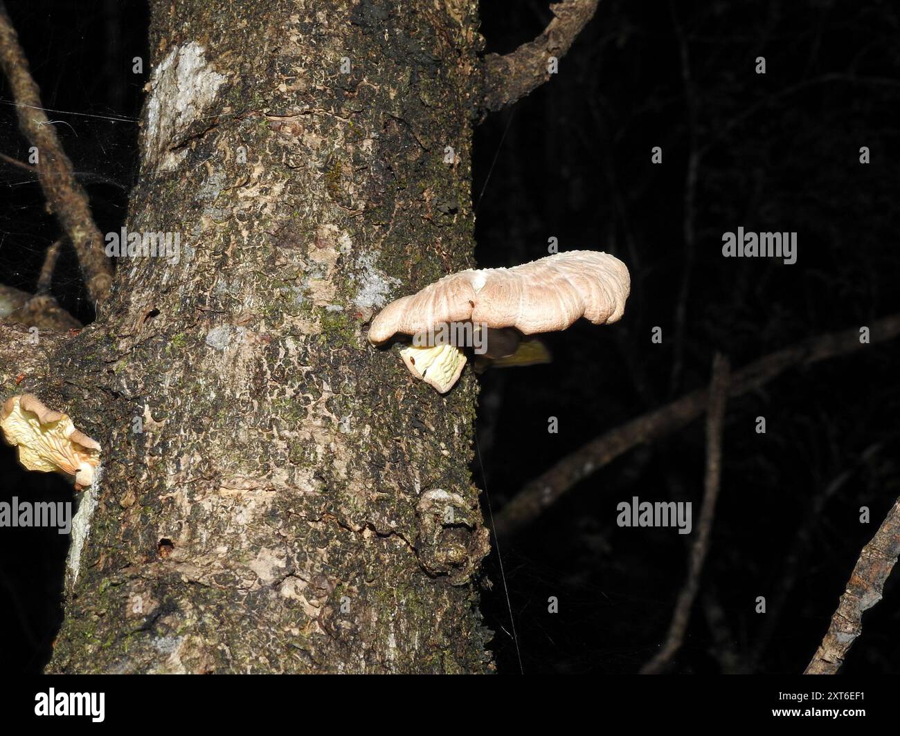 five finger (Pseudopanax arboreus) Plantae Stock Photo - Alamy