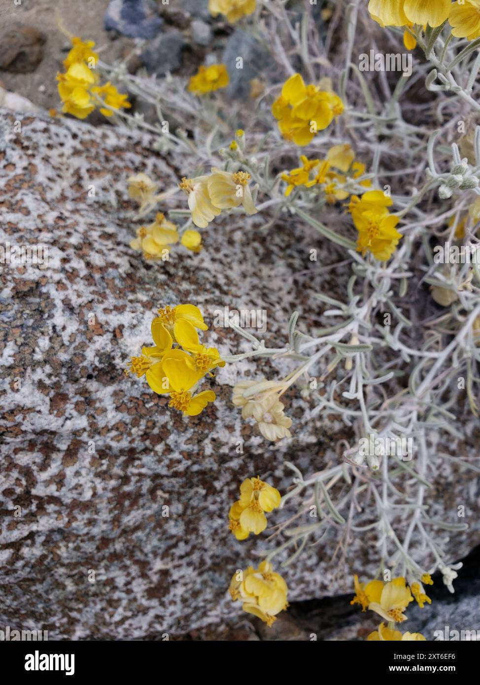 Whitestem Paperflower (Psilostrophe cooperi) Plantae Stock Photo - Alamy
