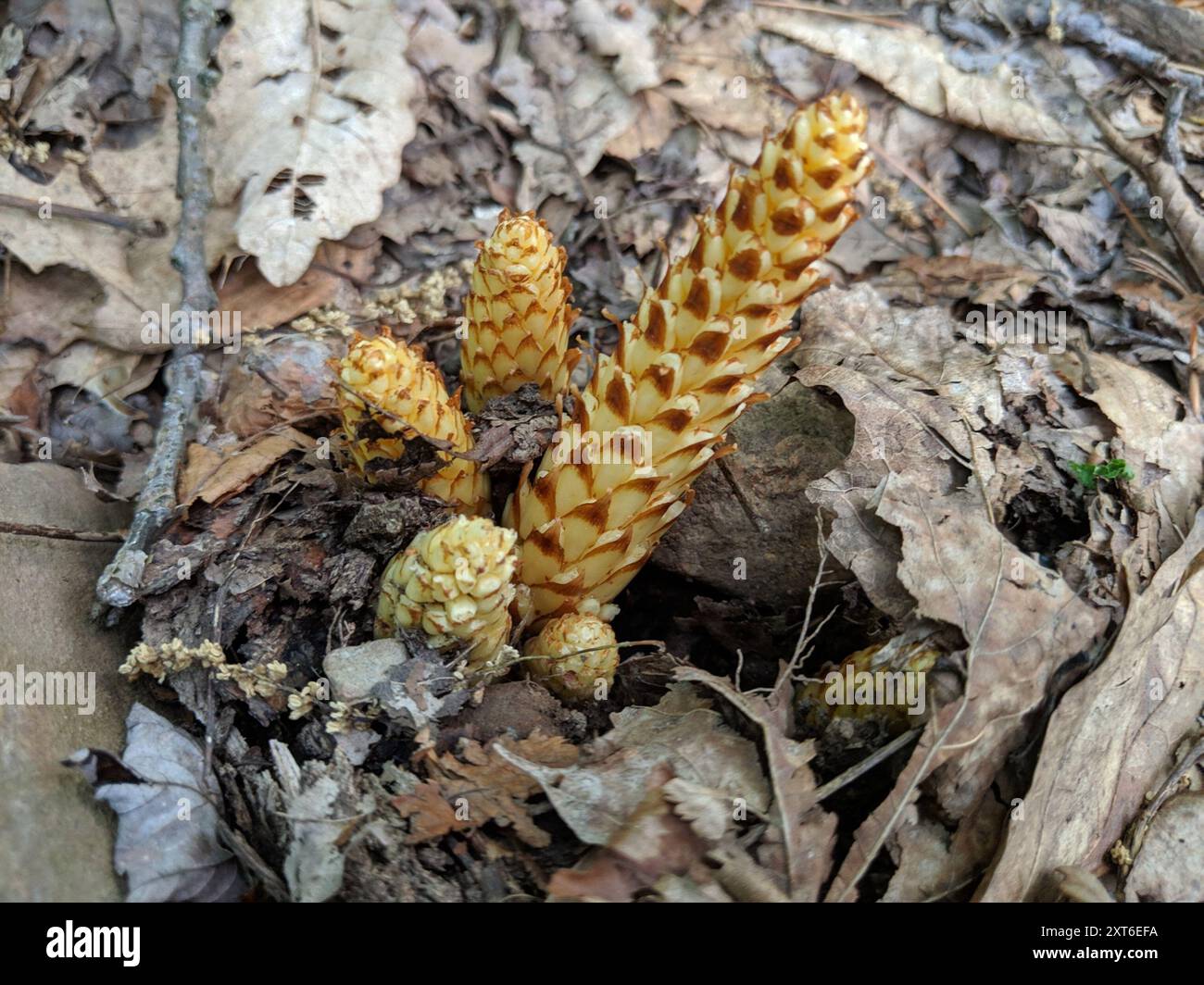 American cancer-root (Conopholis americana) Plantae Stock Photo - Alamy