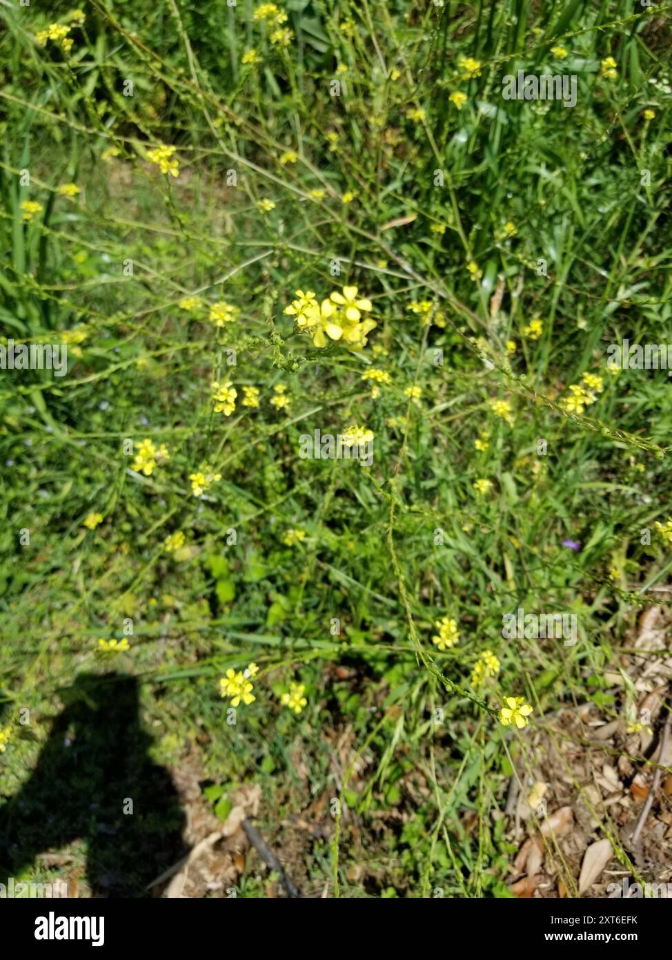 annual bastard cabbage (Rapistrum rugosum) Plantae Stock Photo - Alamy