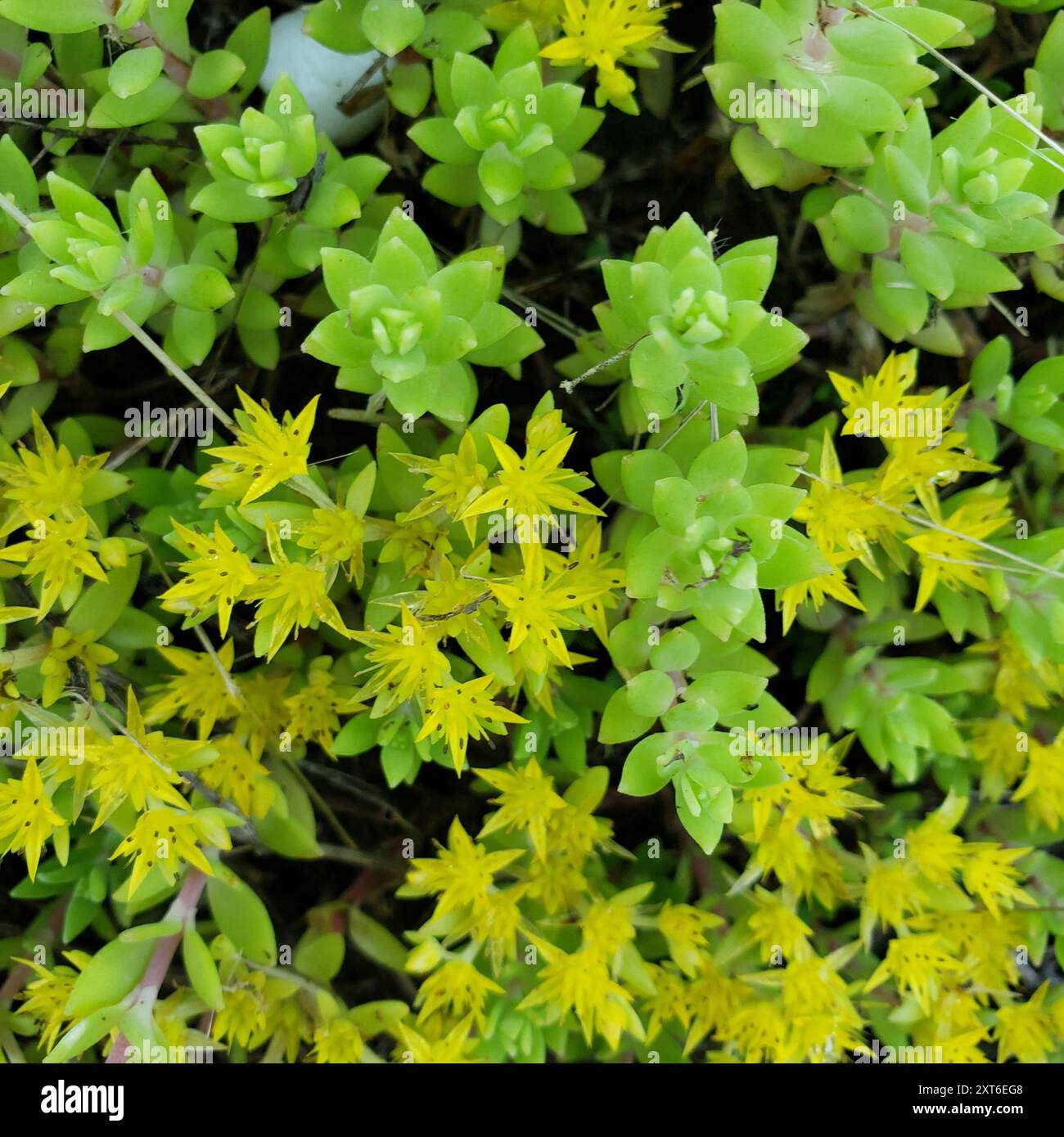 Stringy Stonecrop (Sedum sarmentosum) Plantae Stock Photo - Alamy