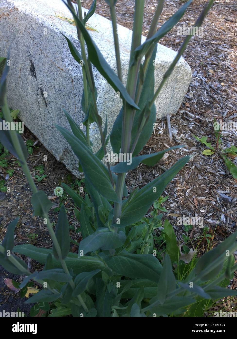 Tower Mustard (Turritis glabra) Plantae Stock Photo - Alamy