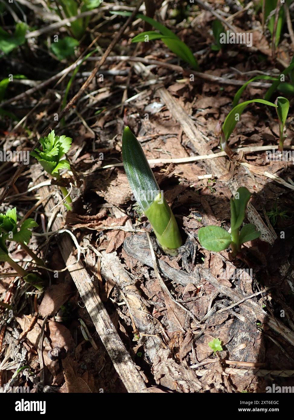 green false hellebore (Veratrum viride) Plantae Stock Photo - Alamy