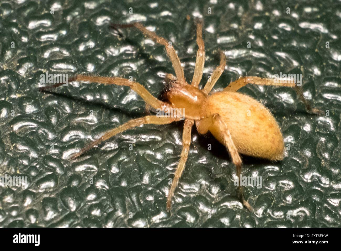 garden ghost spider (Hibana gracilis) Arachnida Stock Photo - Alamy