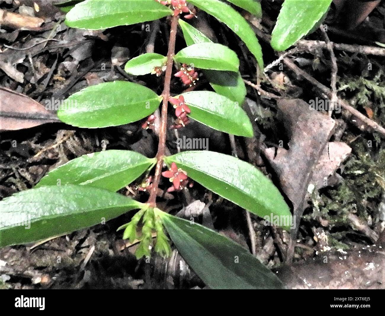 Oregon Boxwood (Paxistima myrsinites) Plantae Stock Photo - Alamy