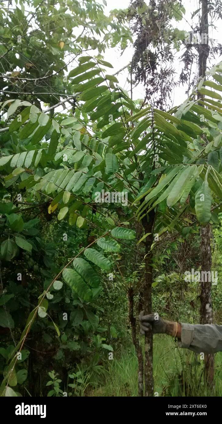 Paradise Tree (Simarouba amara) Plantae Stock Photo - Alamy