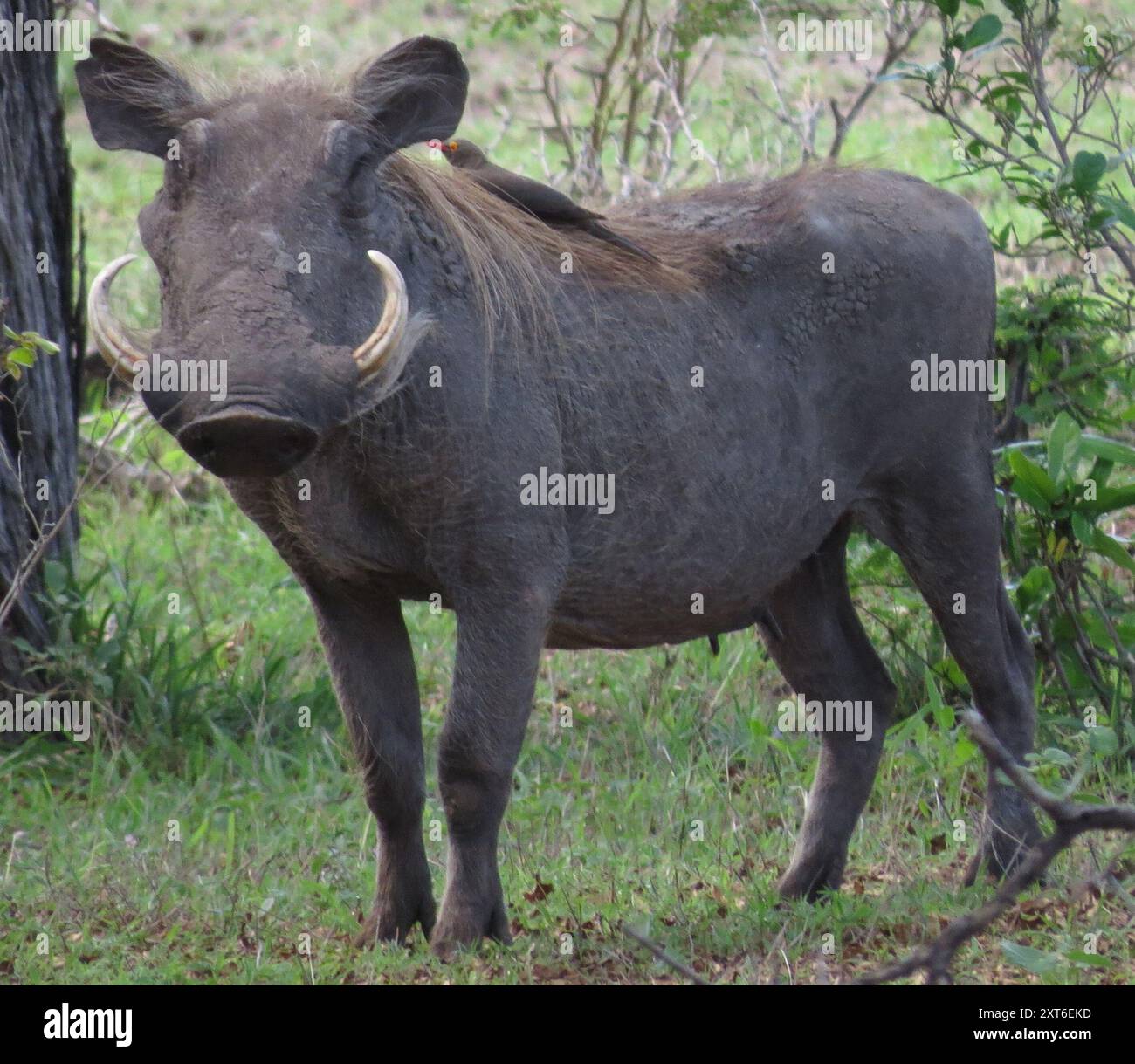 Common Warthog (Phacochoerus africanus) Mammalia Stock Photo - Alamy
