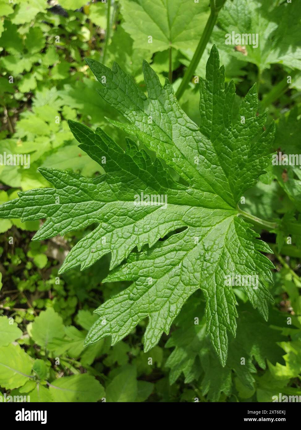 common motherwort (Leonurus cardiaca) Plantae Stock Photo - Alamy