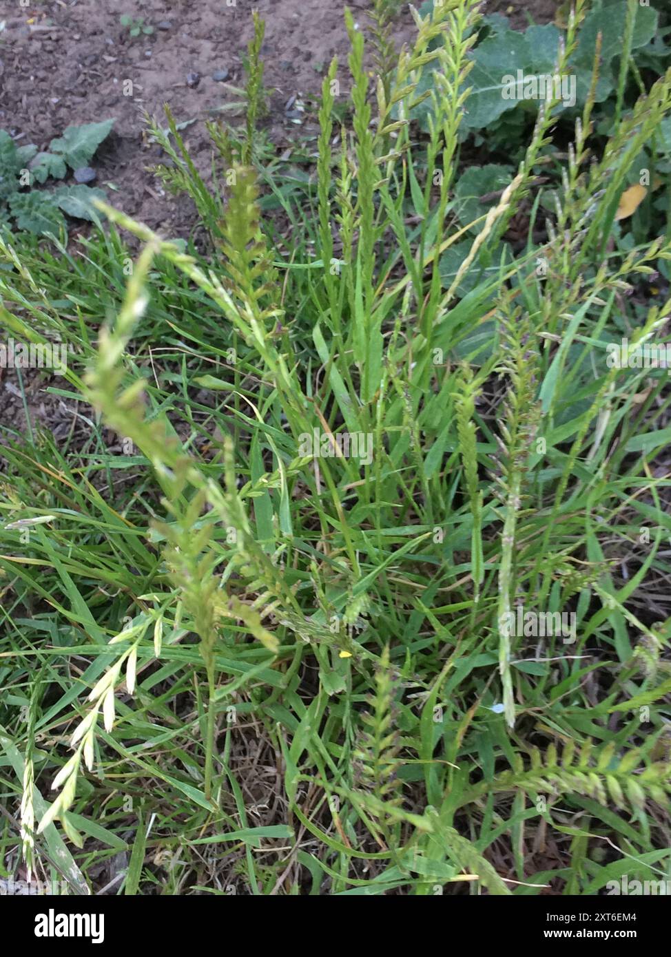 Ryegrasses (Lolium) Plantae Stock Photo - Alamy