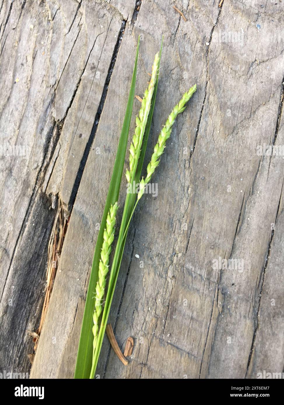 graceful sedge (Carex gracillima) Plantae Stock Photo - Alamy