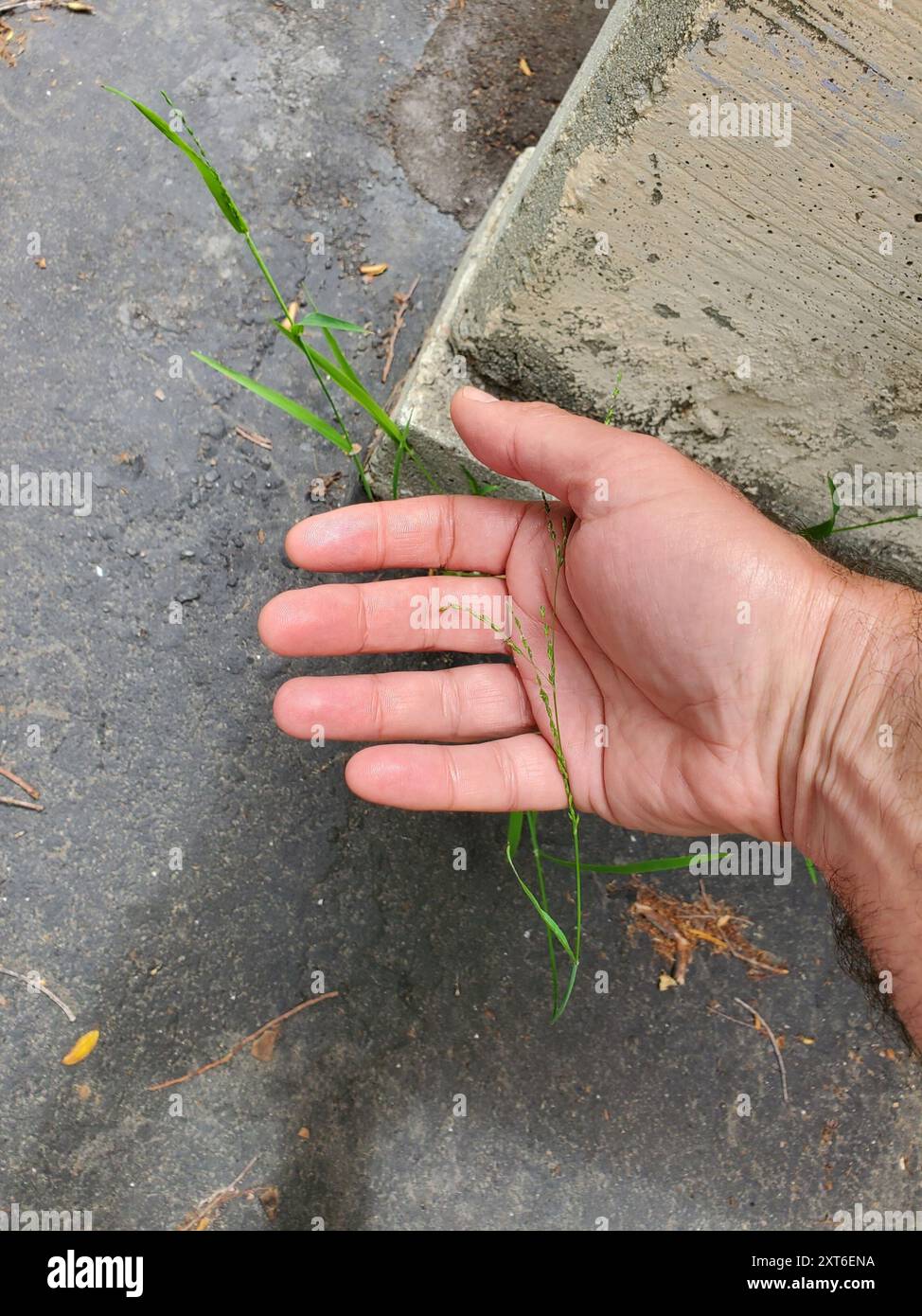 panic veldtgrass (Ehrharta erecta) Plantae Stock Photo - Alamy
