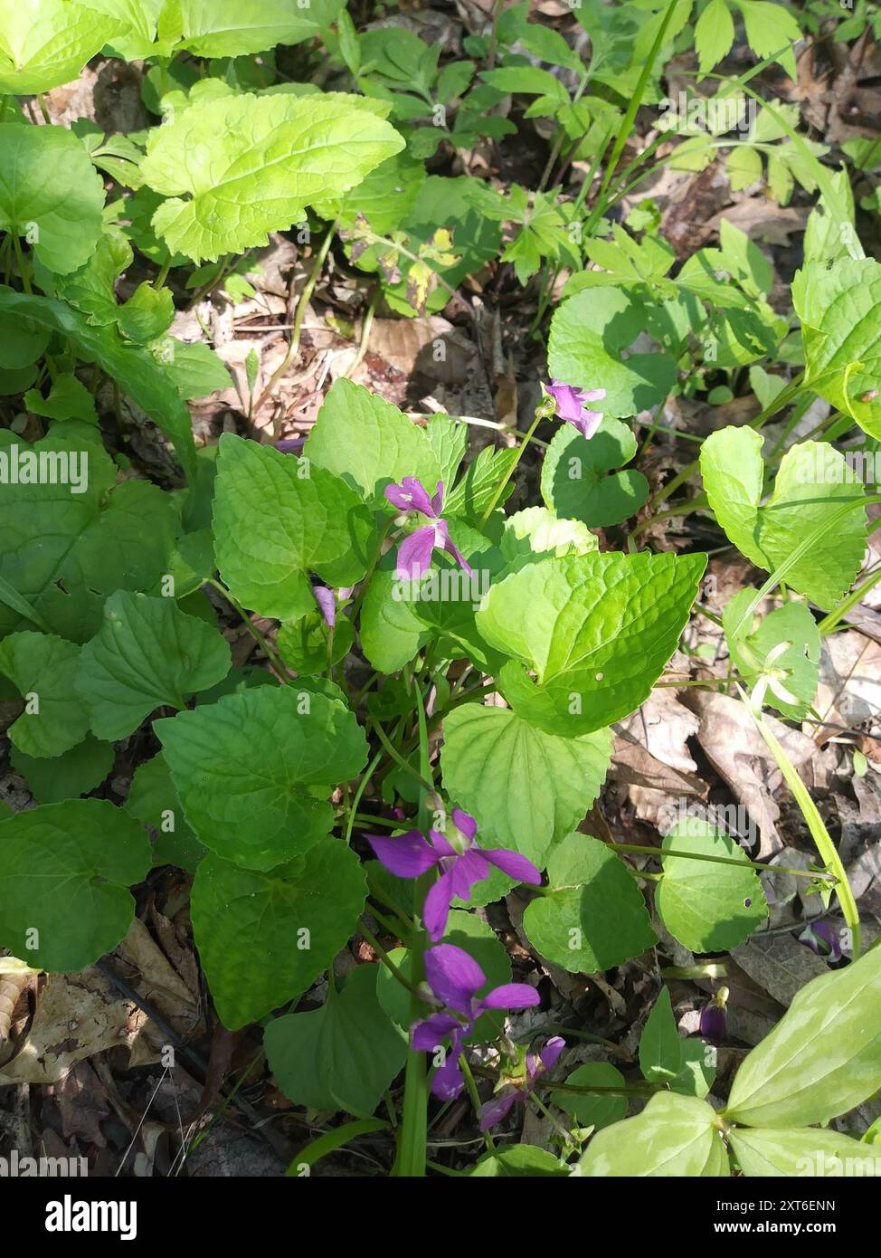 violets (Viola) Plantae Stock Photo - Alamy