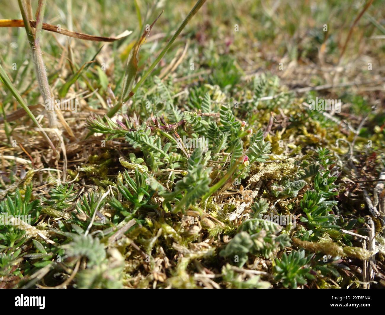 Bird's-foot (Ornithopus perpusillus) Plantae Stock Photo - Alamy