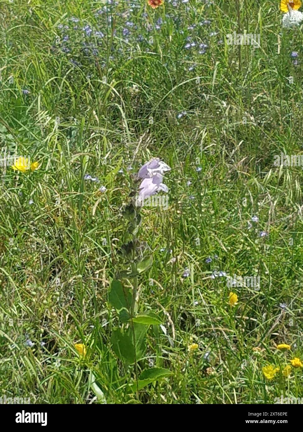 cobaea beardtongue (Penstemon cobaea) Plantae Stock Photo - Alamy
