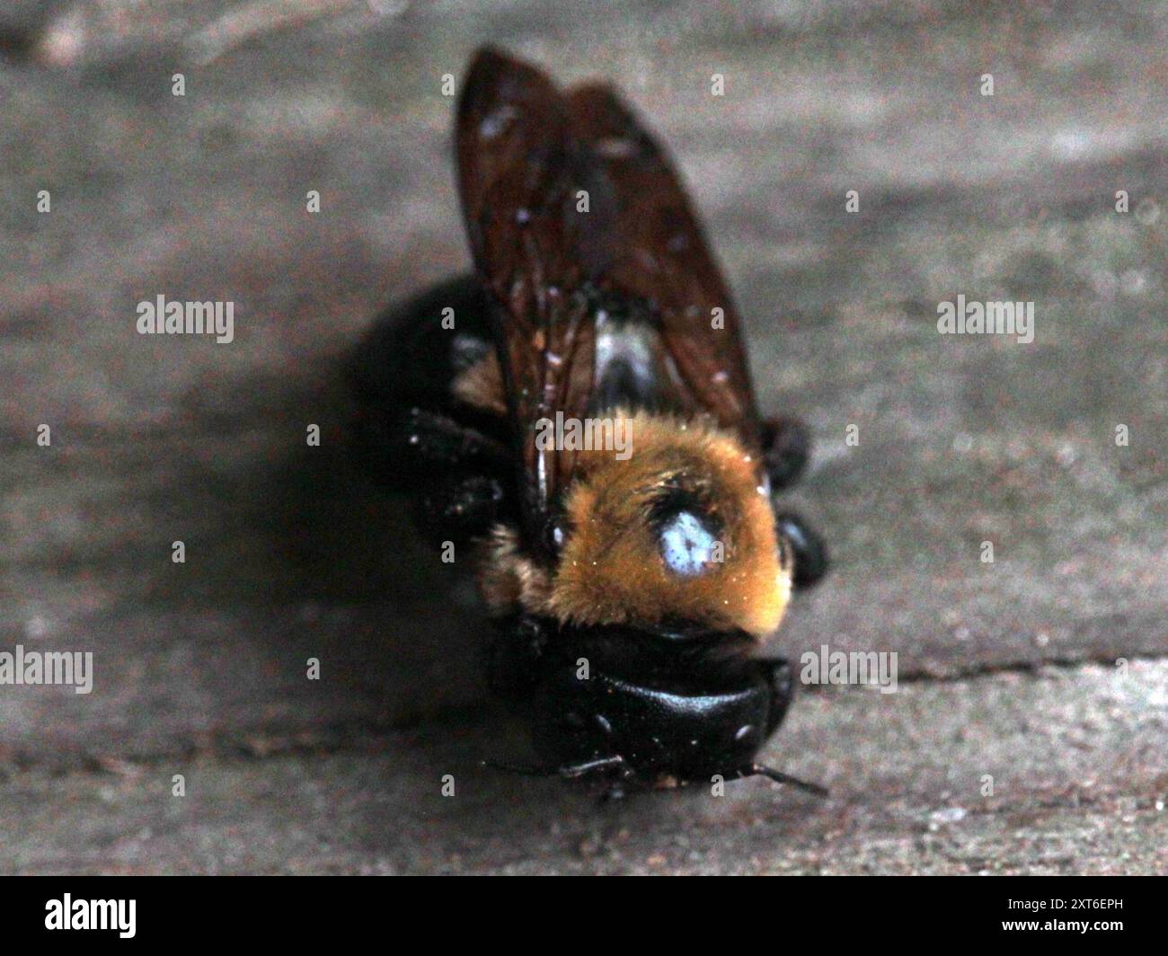 Eastern Carpenter Bee (Xylocopa virginica) Insecta Stock Photo - Alamy