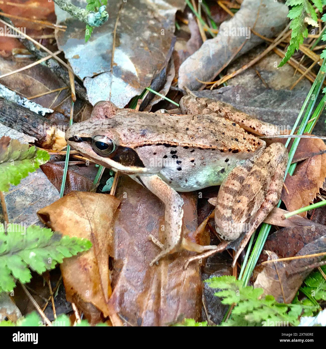 Wood Frog (Lithobates sylvaticus) Amphibia Stock Photo - Alamy