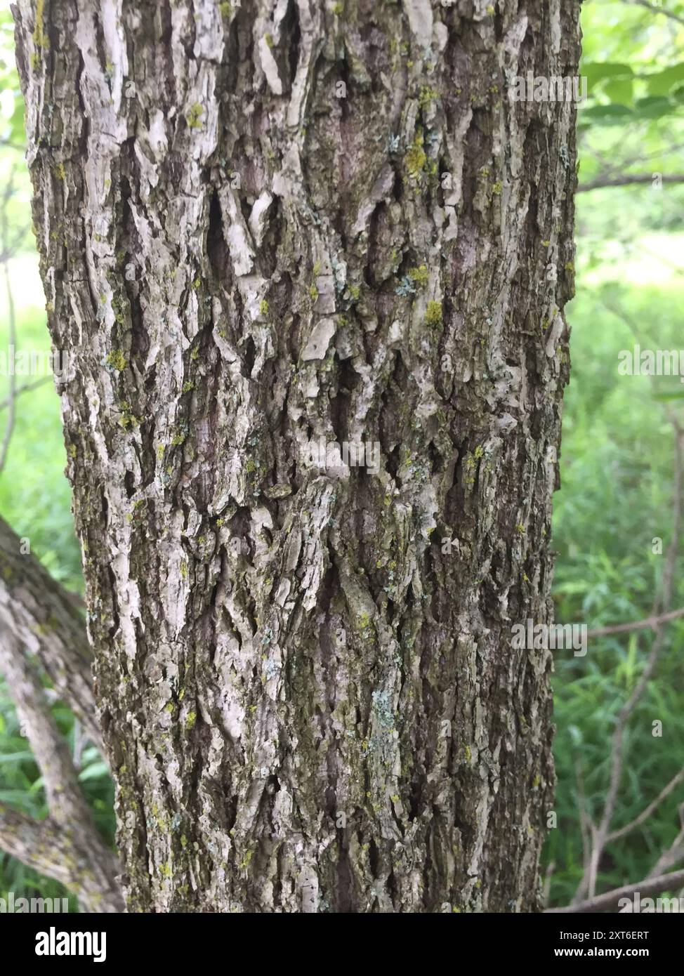 ashes (Fraxinus) Plantae Stock Photo - Alamy
