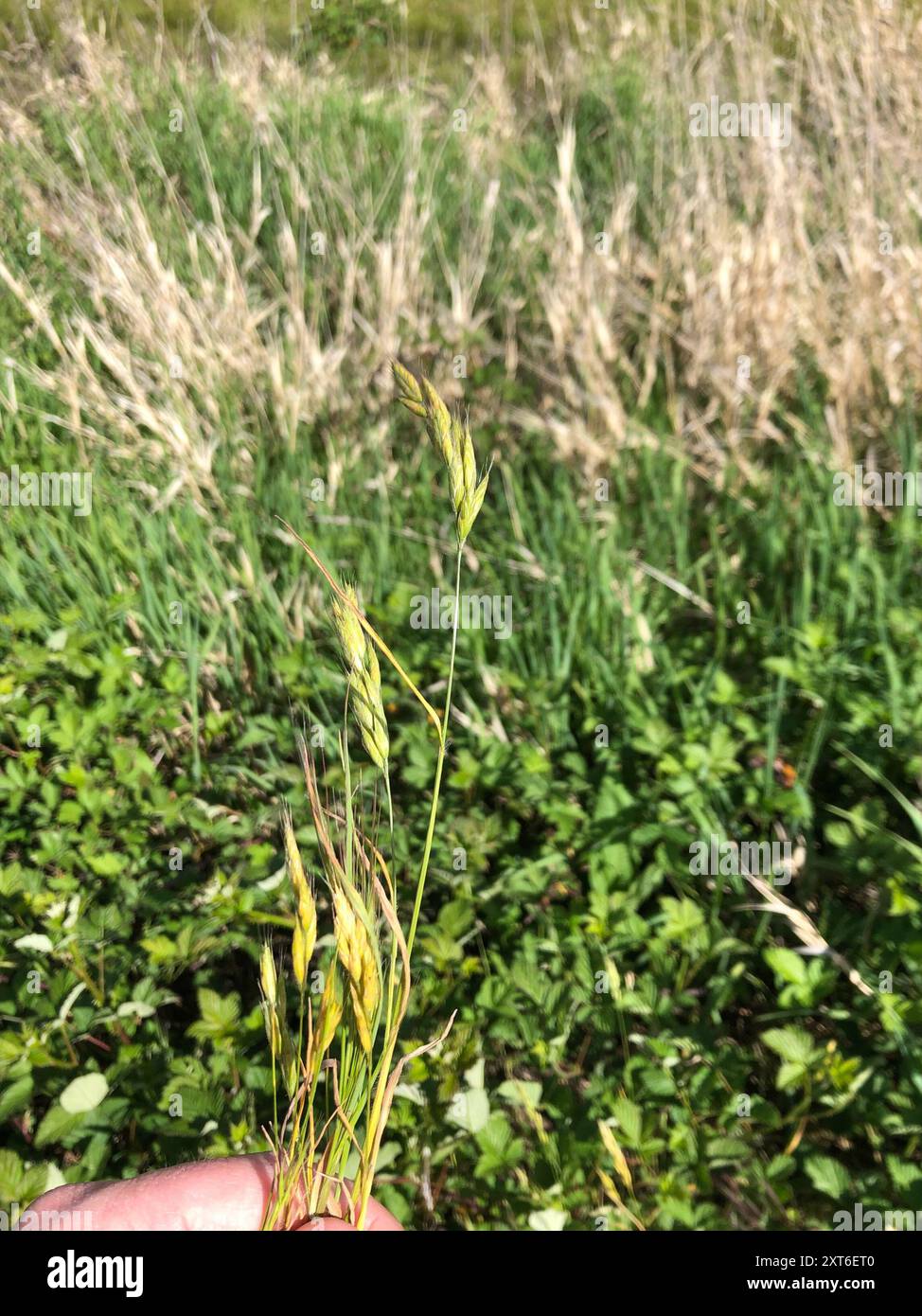 common soft brome (Bromus hordeaceus) Plantae Stock Photo - Alamy