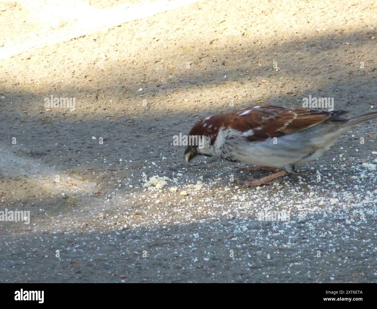 Italian Sparrow (Passer italiae) Aves Stock Photo - Alamy