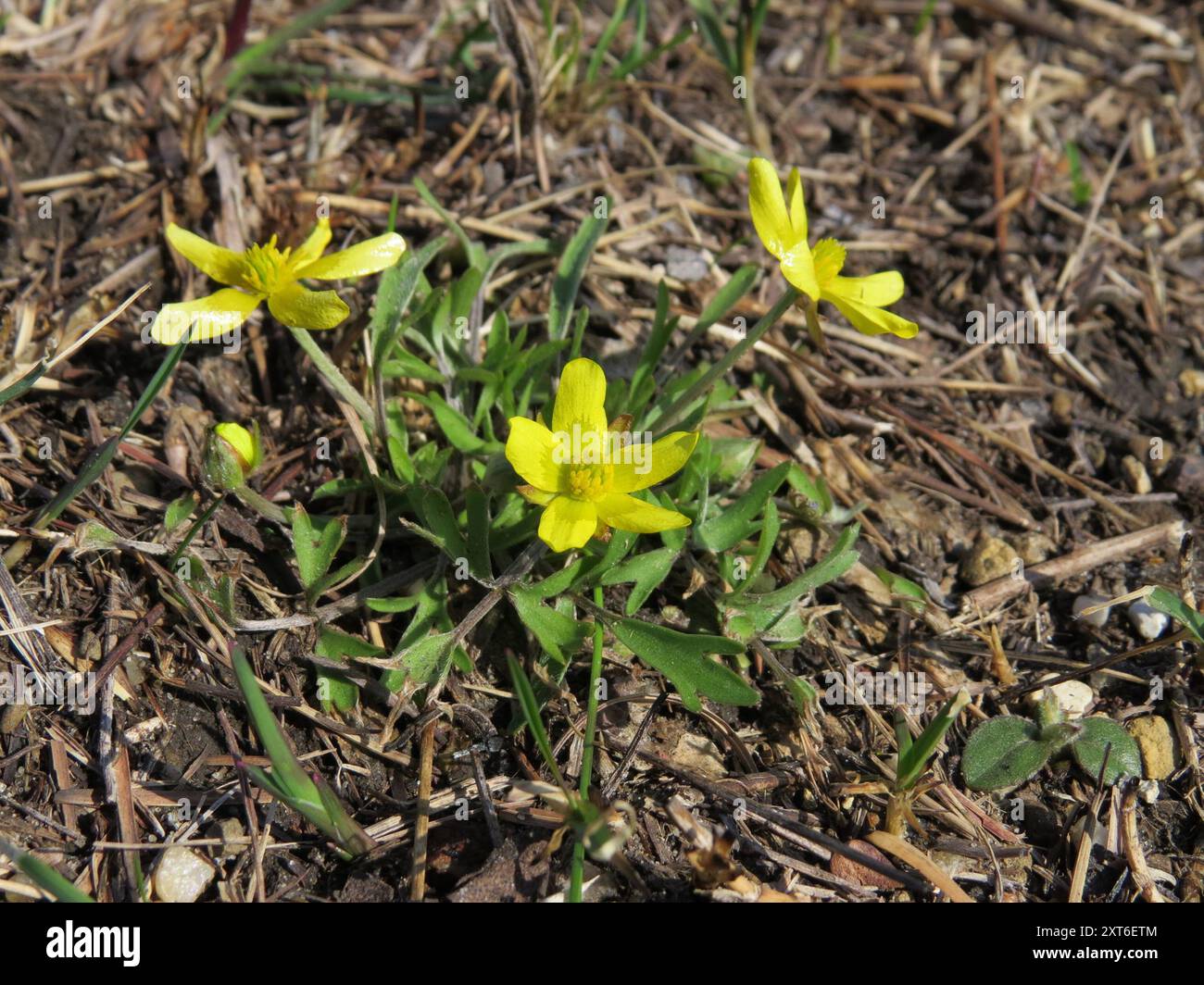 Early Buttercup (Ranunculus fascicularis) Plantae Stock Photo - Alamy