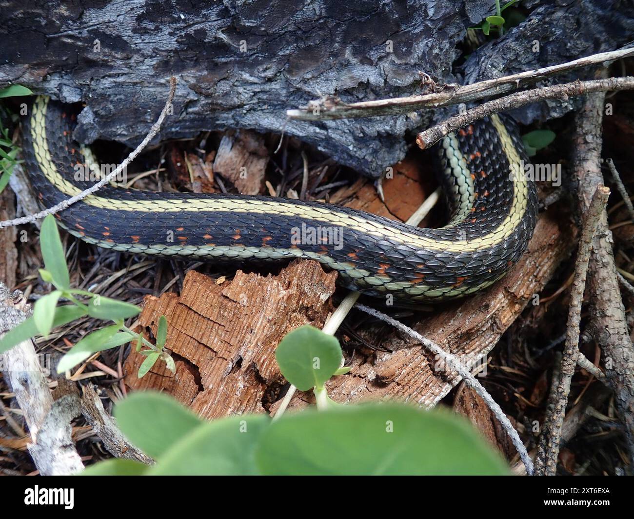 Common Garter Snake (Thamnophis sirtalis) Reptilia Stock Photo - Alamy