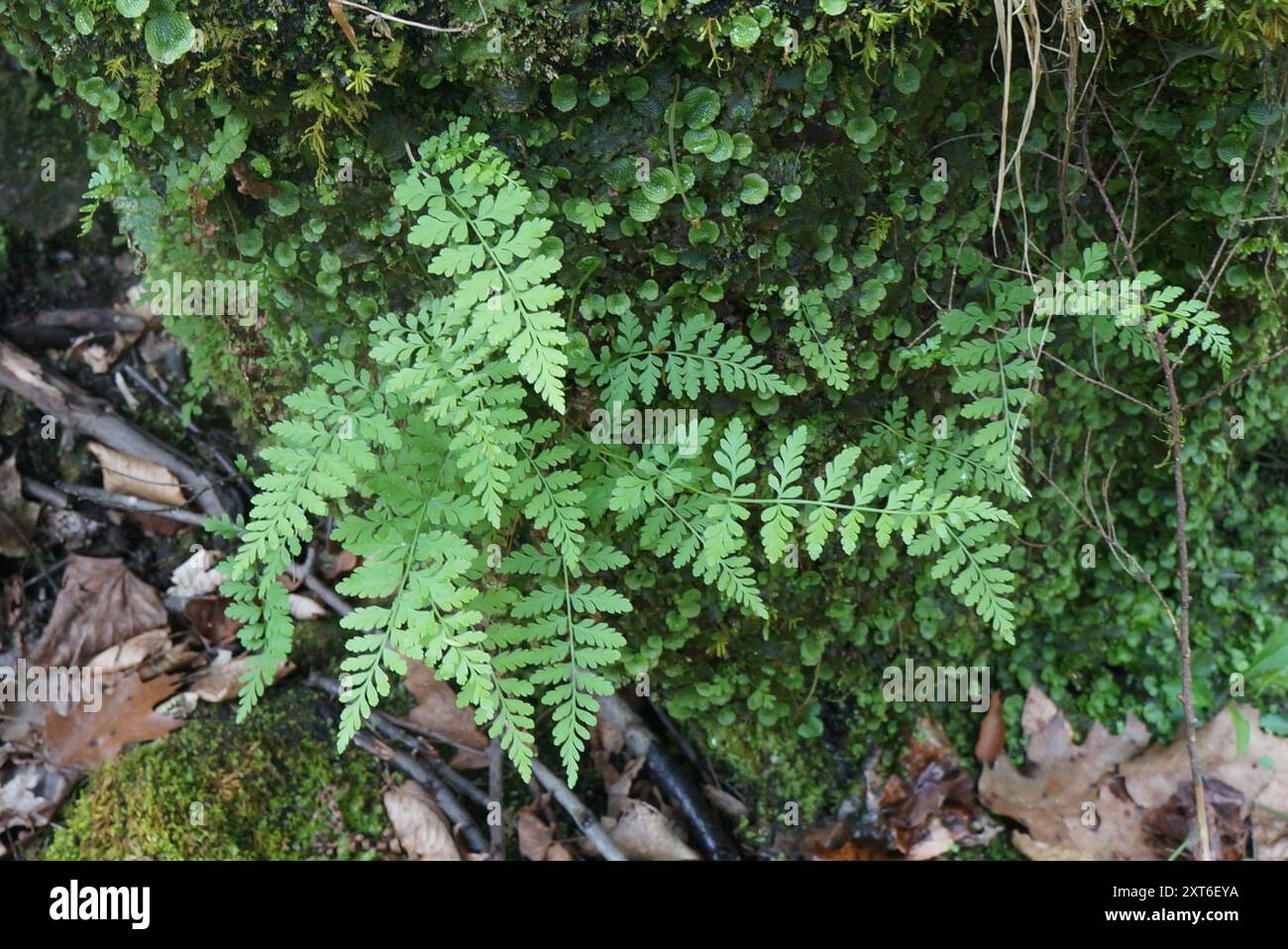 fragile ferns (Cystopteris) Plantae Stock Photo - Alamy