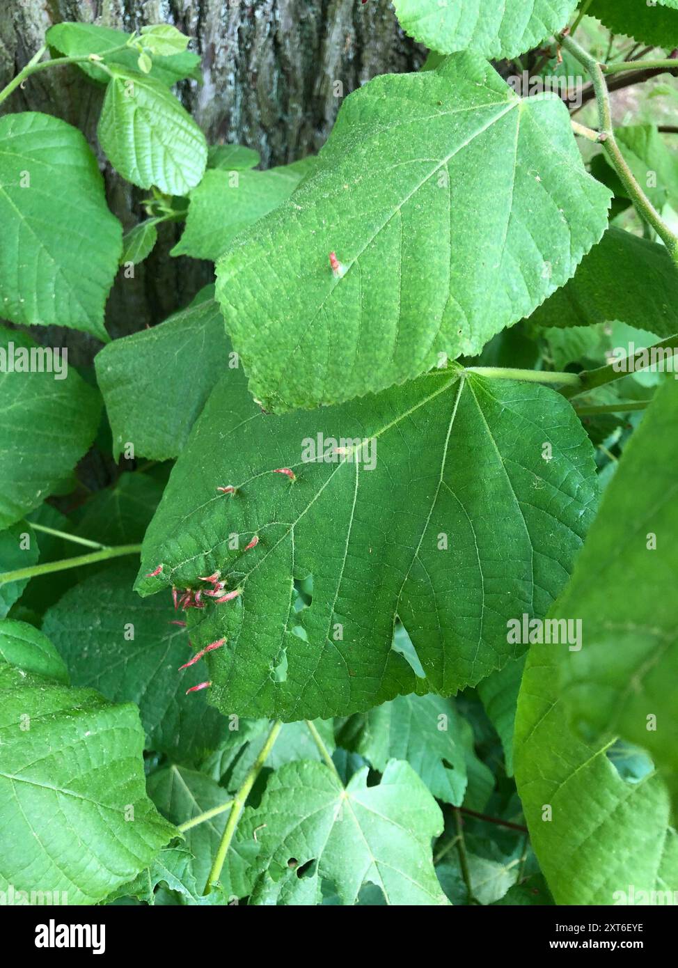 Red nail gall mite hi-res stock photography and images - Alamy