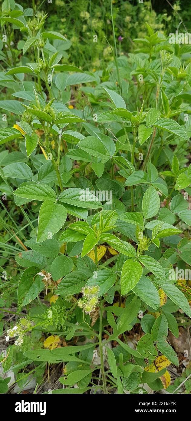 arabian pea (Bituminaria bituminosa) Plantae Stock Photo - Alamy
