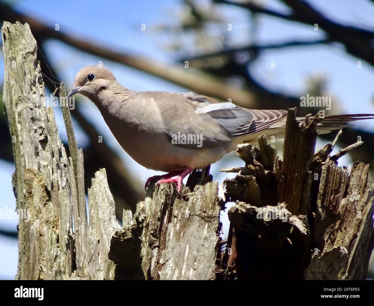 Mourning Dove (Zenaida macroura) Aves Stock Photo - Alamy