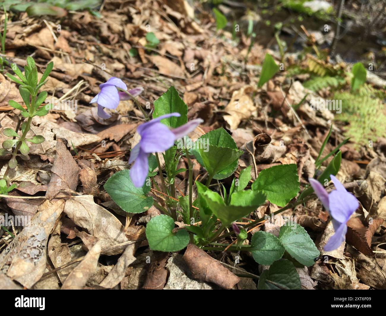 Long-spurred violet (Viola rostrata) Plantae Stock Photo - Alamy