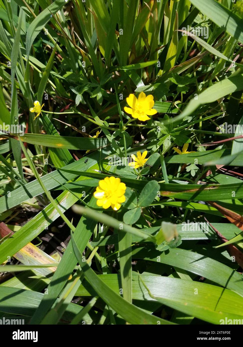 California buttercup (Ranunculus californicus) Plantae Stock Photo - Alamy