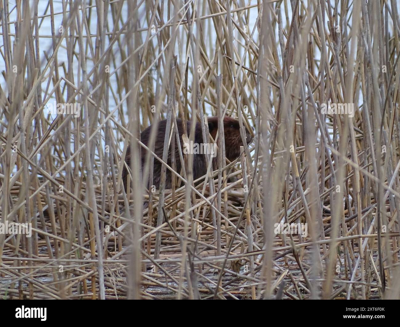 American Beaver (Castor canadensis) Mammalia Stock Photo - Alamy