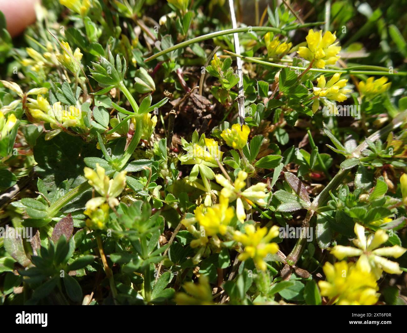 Lesser hop trefoil (Trifolium dubium) Plantae Stock Photo - Alamy
