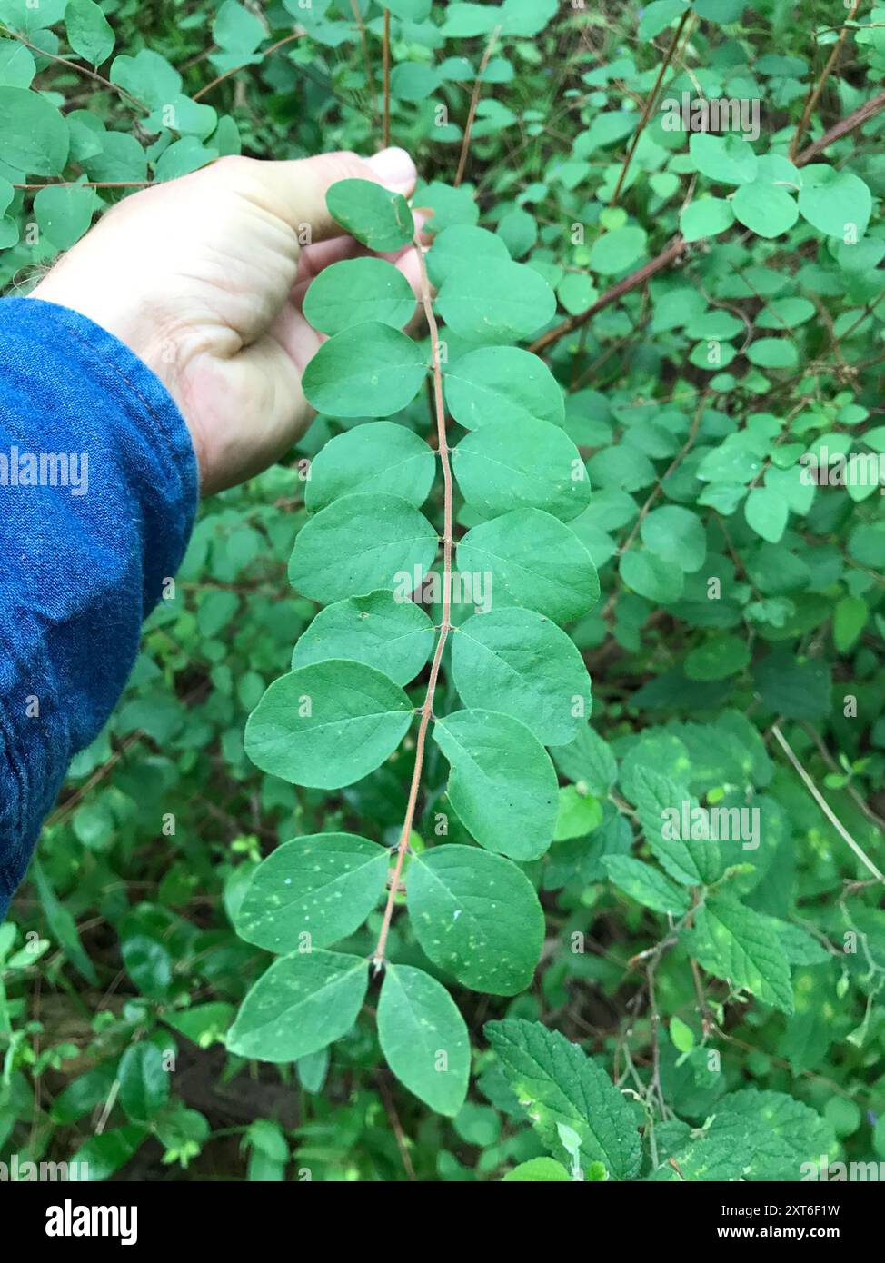 coralberry (Symphoricarpos orbiculatus) Plantae Stock Photo - Alamy