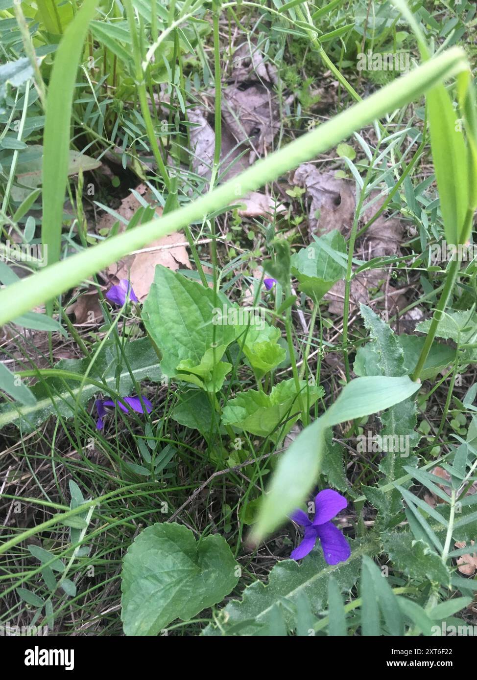 violets (Viola) Plantae Stock Photo - Alamy