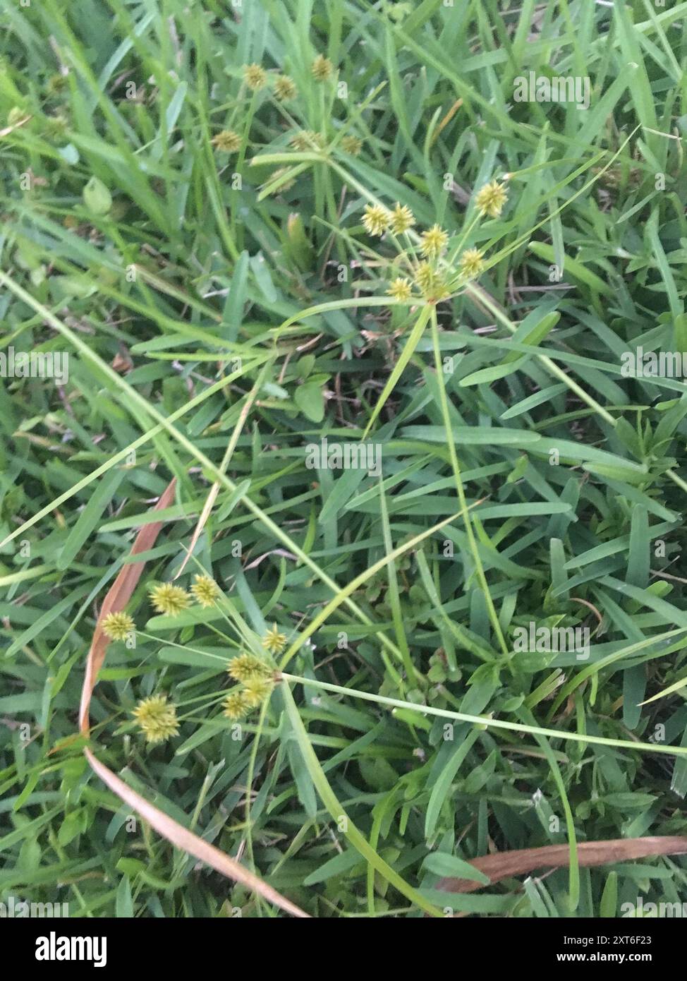 Baldwin's Flatsedge (Cyperus croceus) Plantae Stock Photo - Alamy